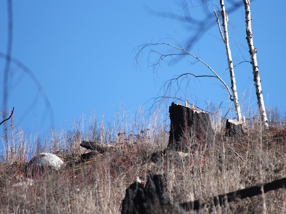 Harvesting Burned Trees May Seem a No-Brainer. But It Poses Big Risks ...