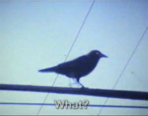 The Raven | The Tyee