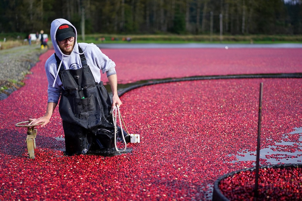 Coastlines, Cranberries and Comets: A Quieter 2020 in Pictures | The Tyee