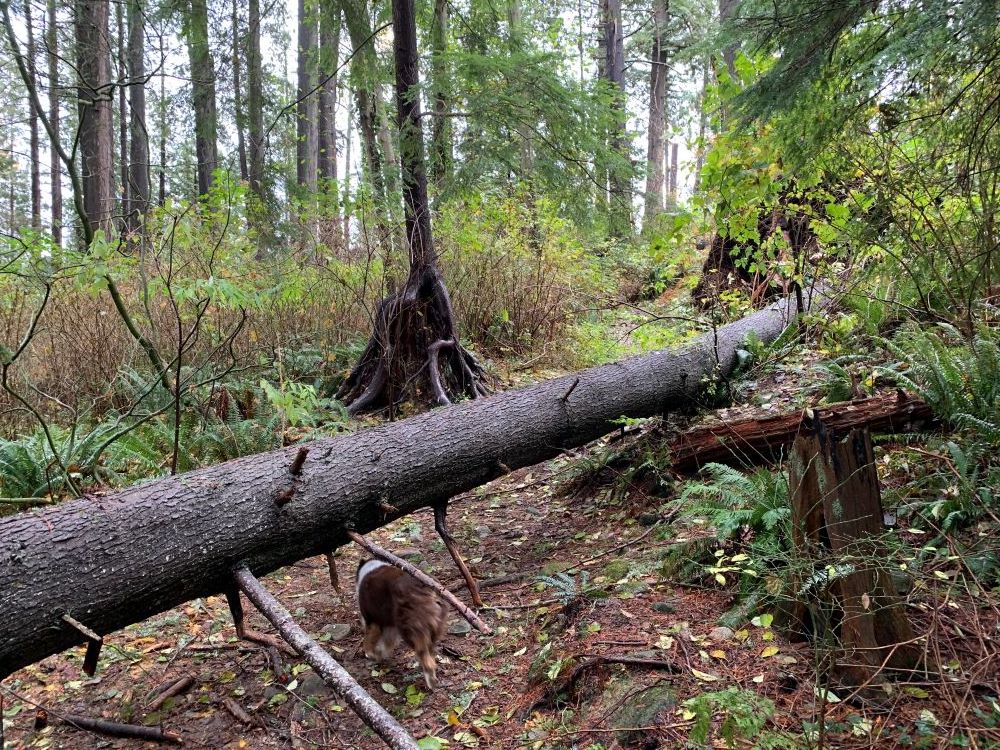 What I’ve Learned from 50 Years of Walking My Local Woods | The Tyee