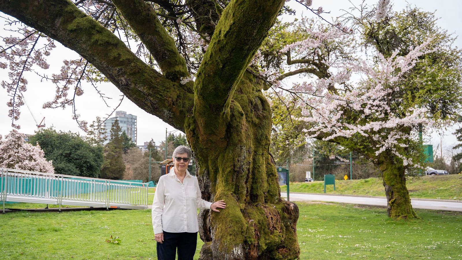 They Cut Down ‘Grandpapa’ | The Tyee