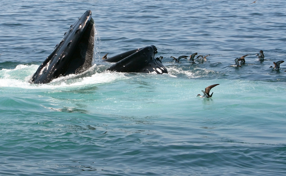 The Altruism of the Humpback | The Tyee