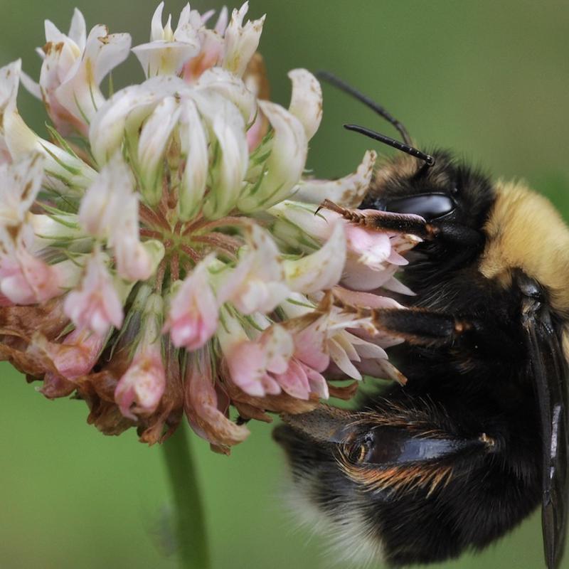 Spend a Day with the King of Bees | The Tyee