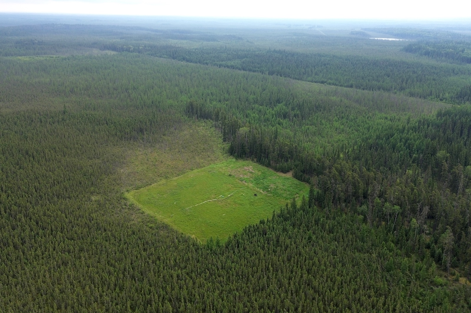 The Need to Re-Peat. Restoring Alberta’s Vital Muskeg | The Tyee