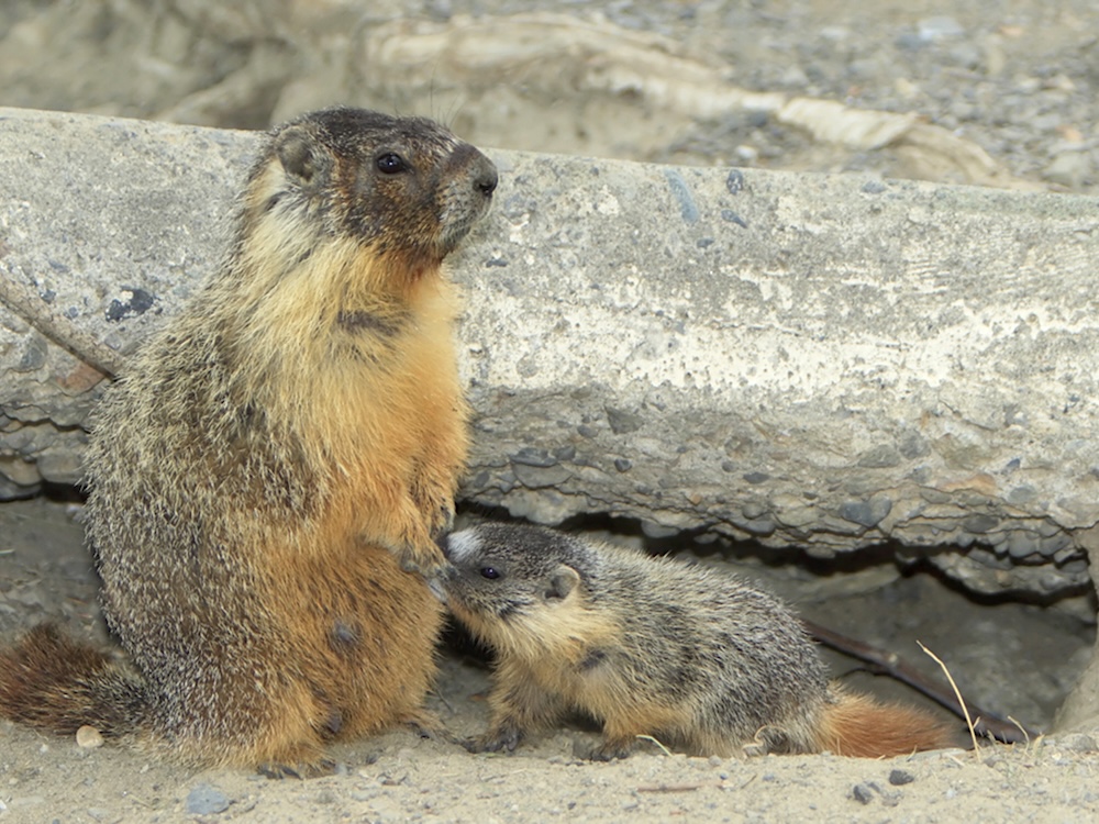 When Marmots Haunt Your Cemetery, What to Do? | The Tyee