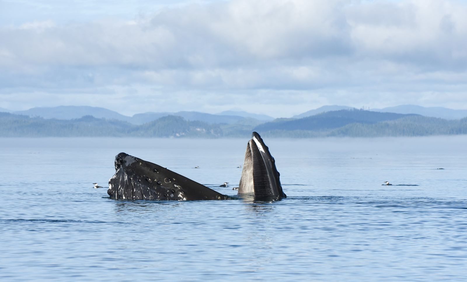 The Alluring Mysteries of BC’s Humpback Whales | The Tyee