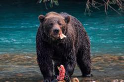 The Meaning of Zohran Mamdani’s Many Languages | The Tyee