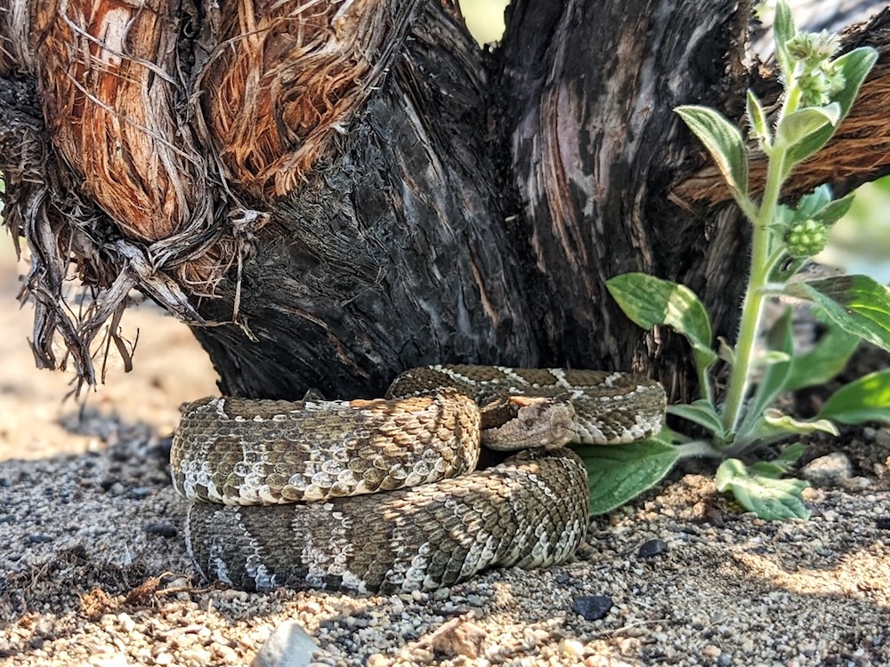 How ‘Lazy’ Rattlesnakes Live Well After Wildfires | The Tyee