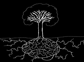 How Trees Young and Old Share and Communicate for Survival | The Tyee